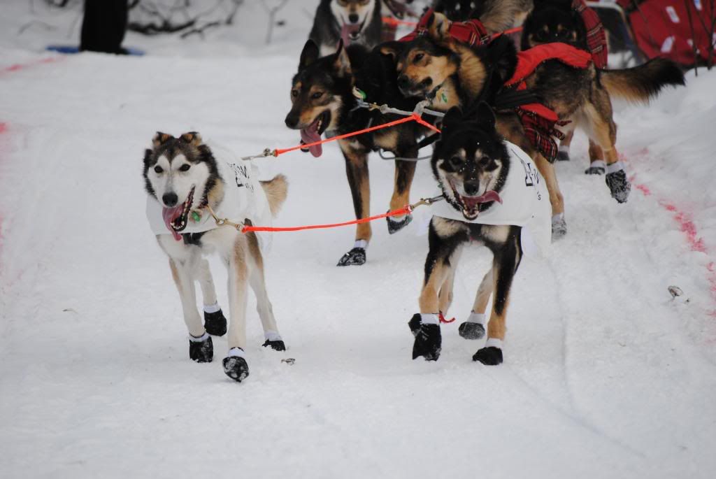 OT: Pictures of the 2010 Iditarod - Ford Truck Enthusiasts Forums